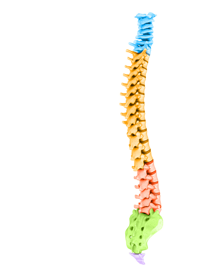 Spine Simulator | MetaSpine Chiropractic